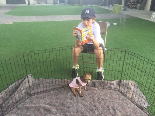 Reading To Dogs Helps Build Dyslexic's Confidence | Let's Get Booking